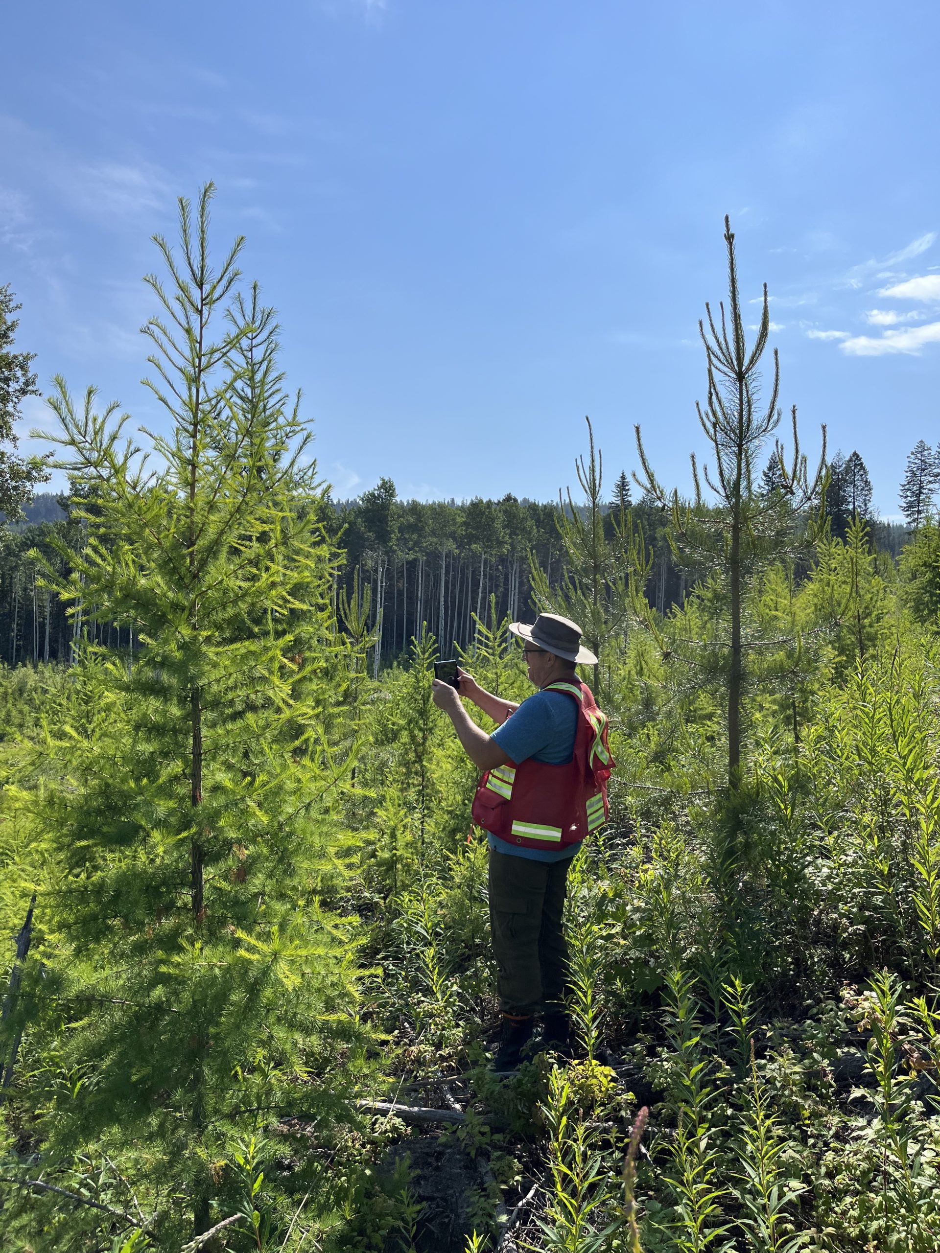 Discover Woodlot Licences | Woodlots BC