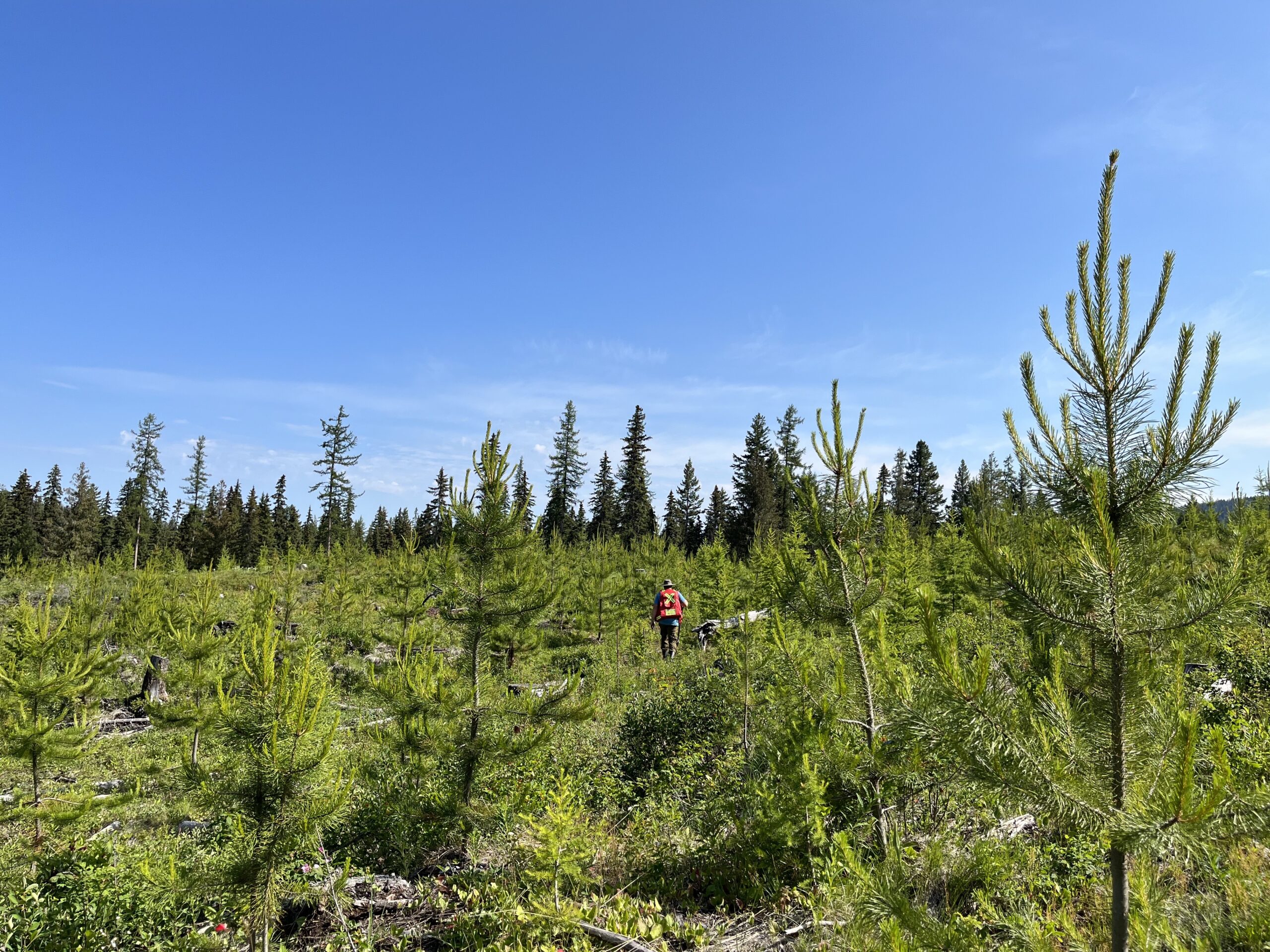 Inventory Standards | Woodlots BC