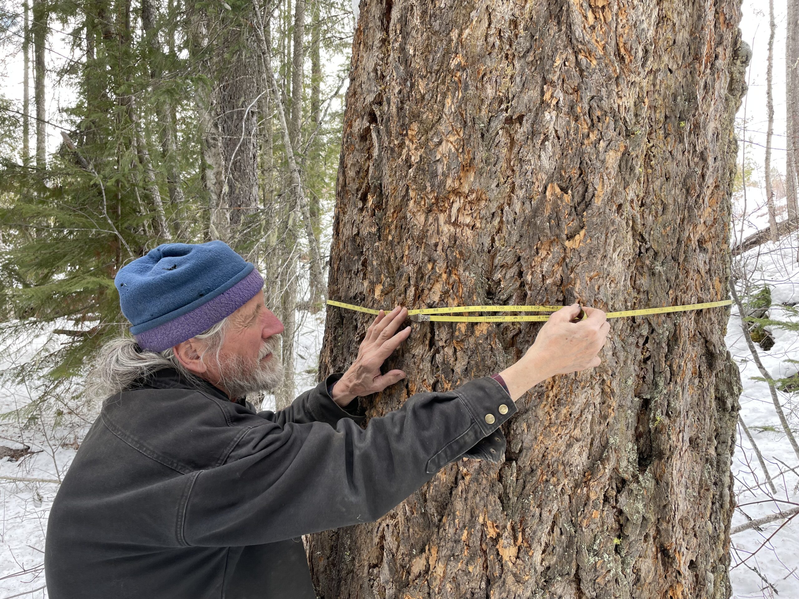 Special Trees | Woodlots BC