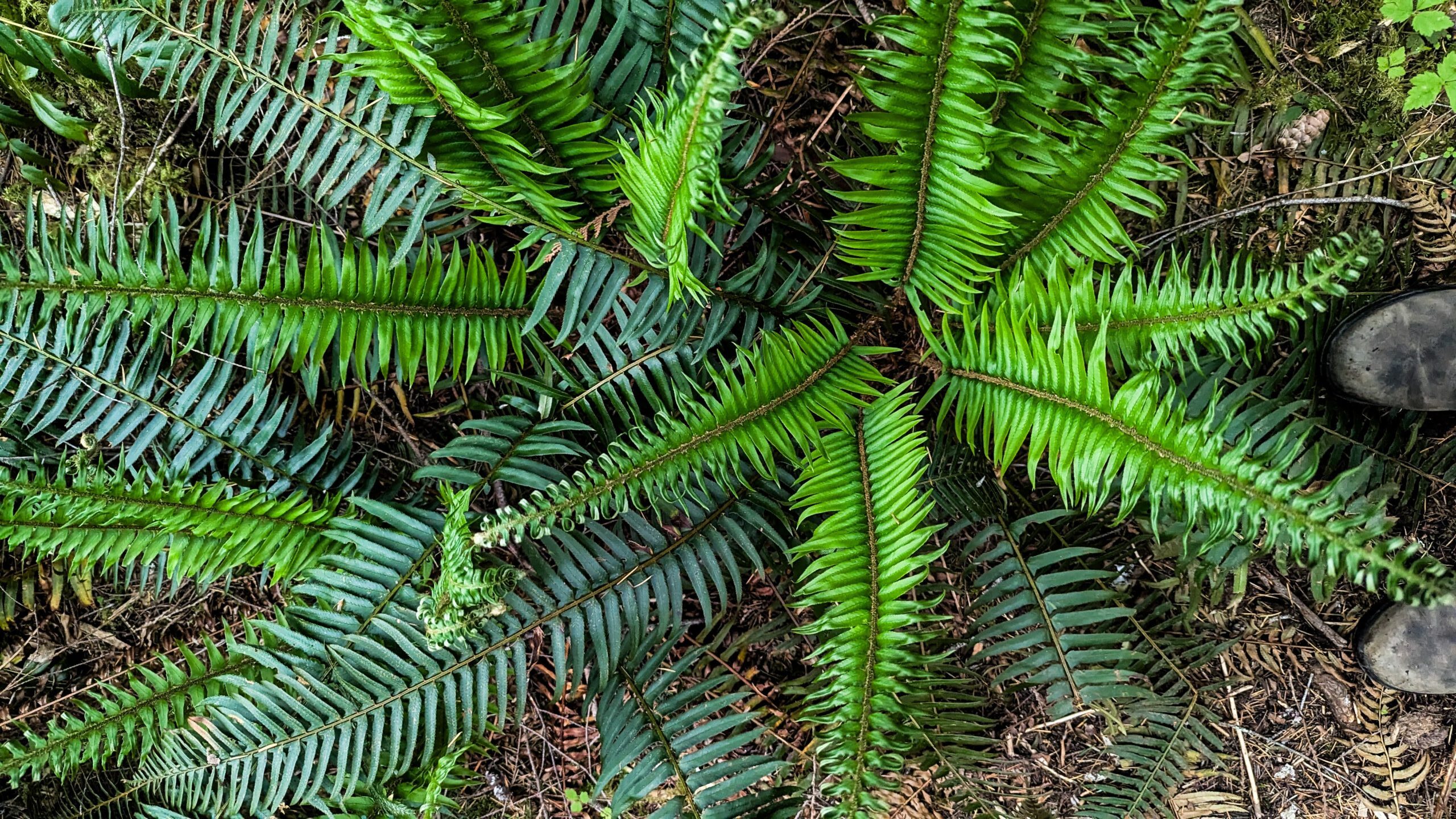 A Woodlot Day: Exploring Small Scale Forestry on South Vancouver Island ...