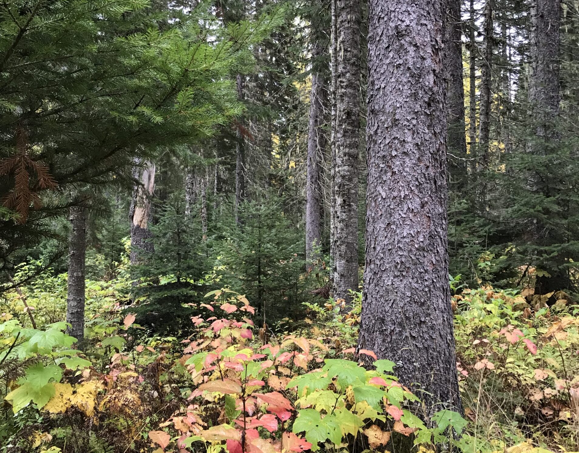 Resilient Ecosystems | Woodlots BC